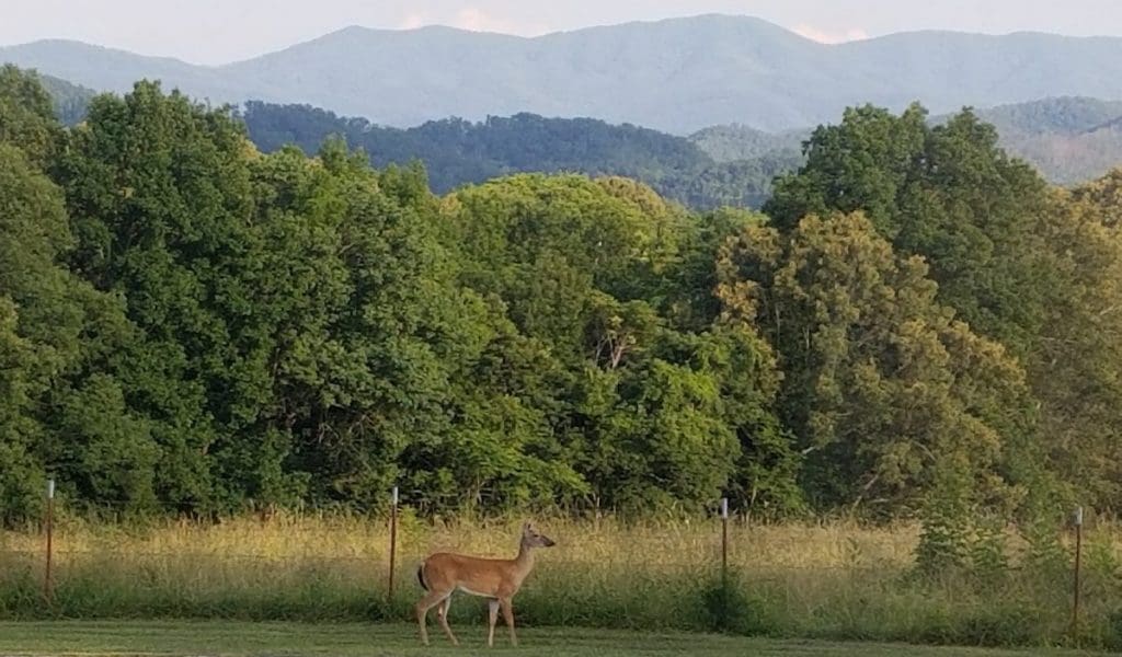 "Know, Grow, Show" (Part 1--"Know") | Welcome to Abounding Joy!